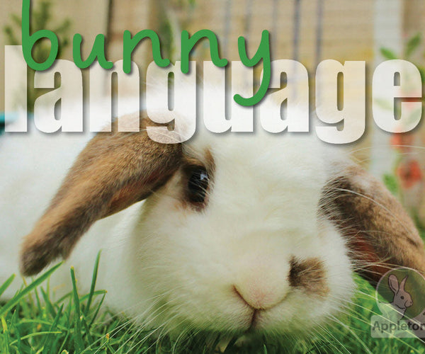Bunny Talk 🐰 Learn to Read your Rabbit’s Body Language