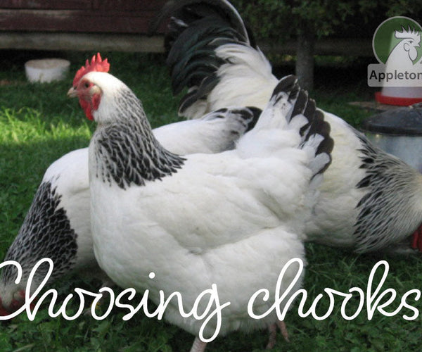 Choosing The Right Chicken Breed