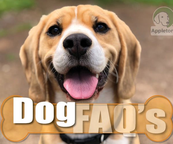 Commonly Asked Questions About Dogs