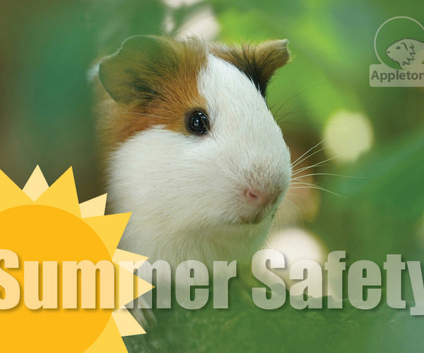 Guinea Pigs Summer Safety Tips