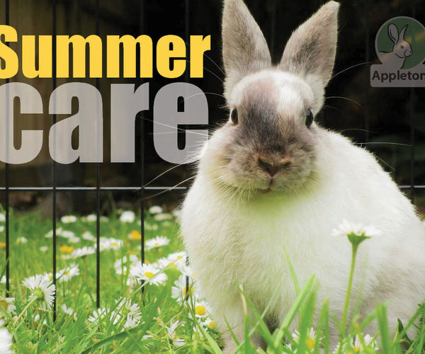 How To Care for Your Rabbits in Summer