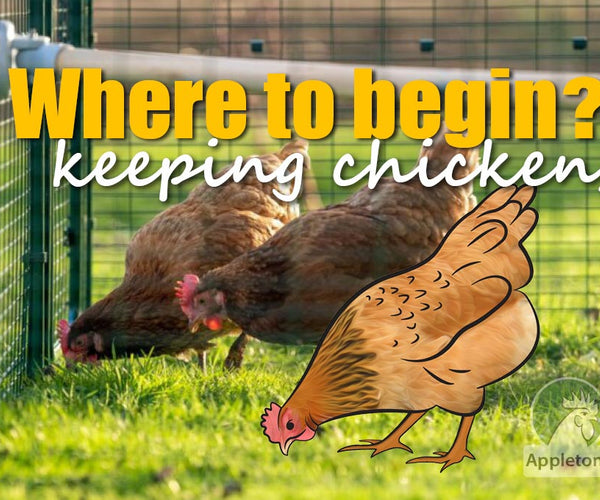 How to Start Keeping Chickens