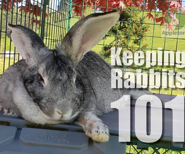 Keeping Rabbits 101