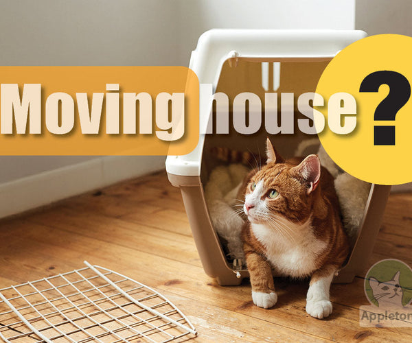 Moving House with Your Cat?
