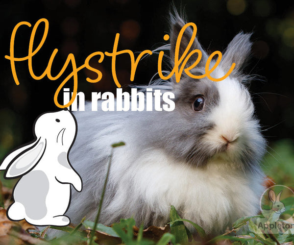 Rabbits and Flystrike