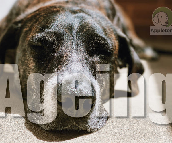 The Ageing Stages of Dogs