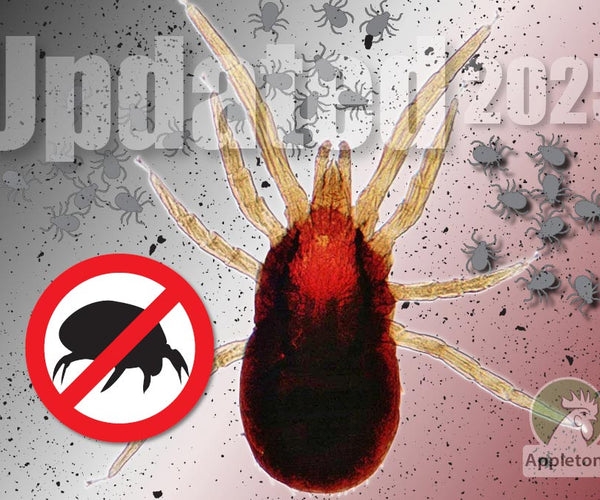 Red Mites Mites And The Tiny Red Spider In Your Home | 24/7 Pest