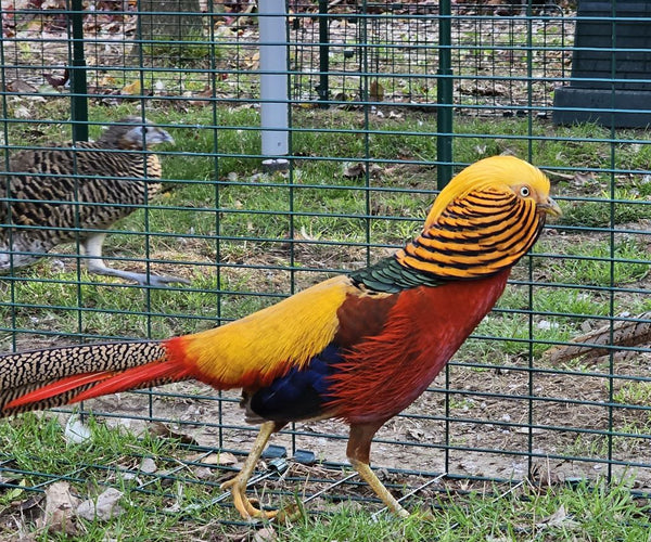Ornamental Pheasants