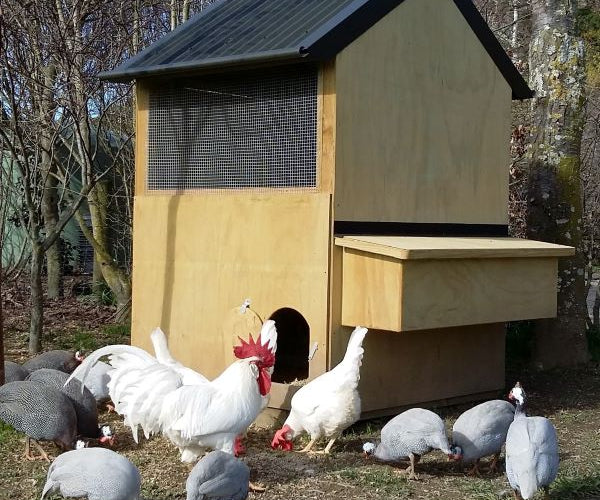 Timber Hen Houses for Garden Chickens | Secure & Spacious
